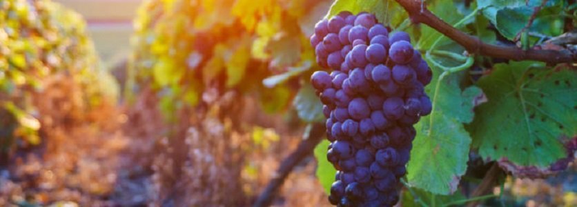 O vinho Merlot: conheça tudo sobre esta uva - Enovirtua